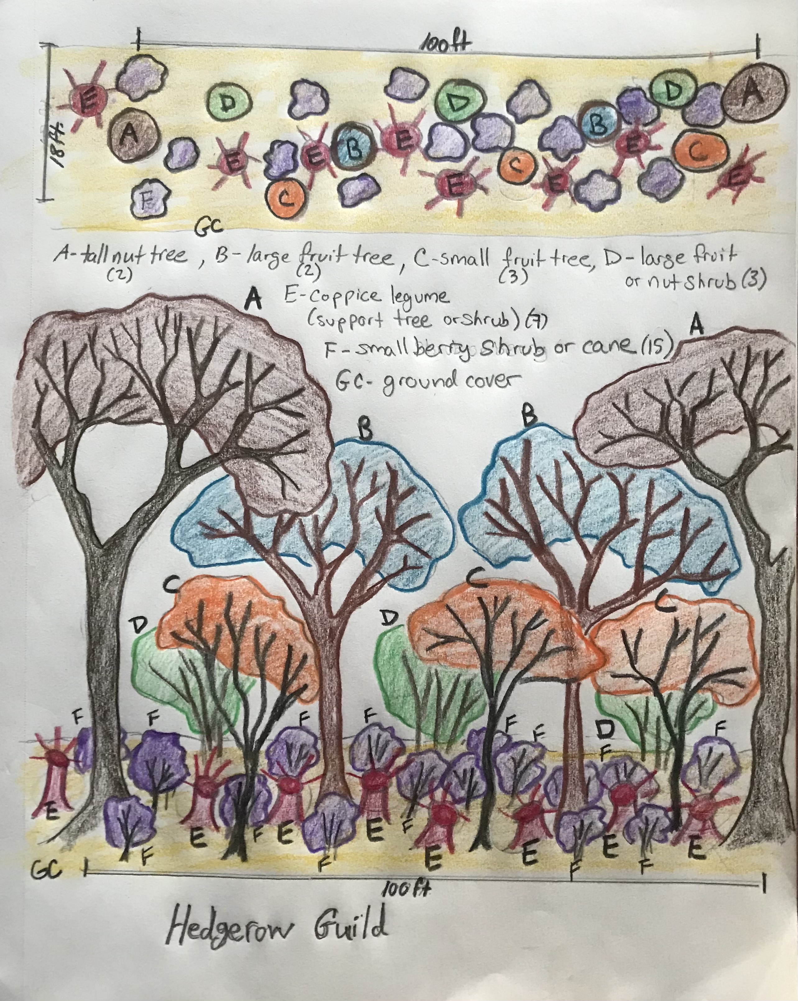 What is a Permaculture Design Process? – Running Water’s Conuco Agueybana